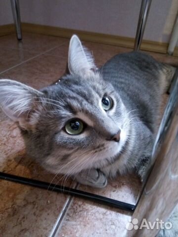 Милашка Сёма, 12 месяцев, окрас табби