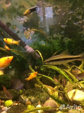 Сиамские водорослееды(Саи)