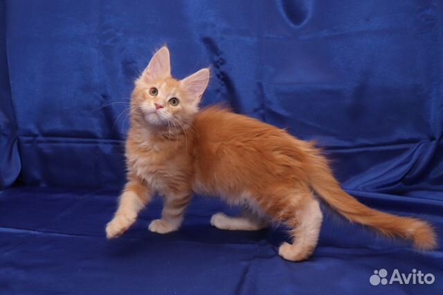 Крупный, ласковый и яркий мальчик