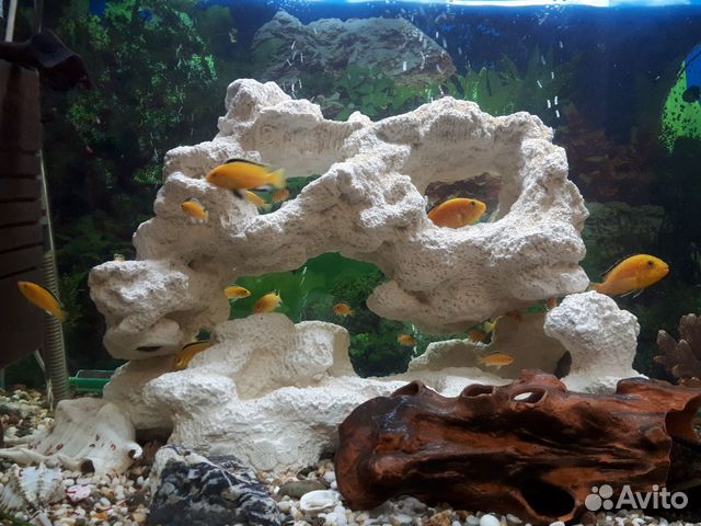 Аквариумные рыбки еллоу