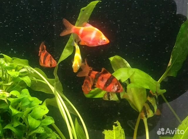 Барбус суматранский цветной