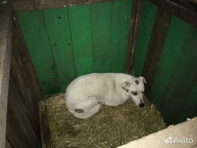 Собака из приюта