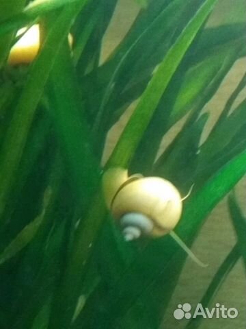 Продам ампулярий