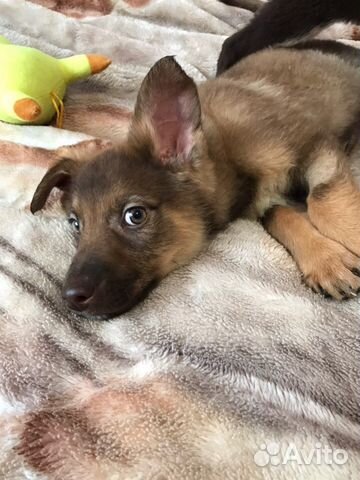 Барни в дар