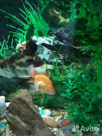 Золотая рыбка - риукин