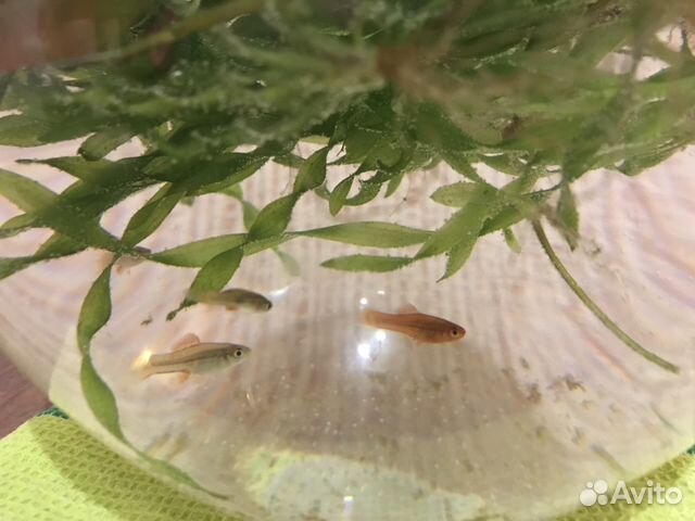 Мальки меченосцев