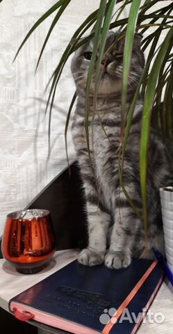 Вязка шотландской кошки