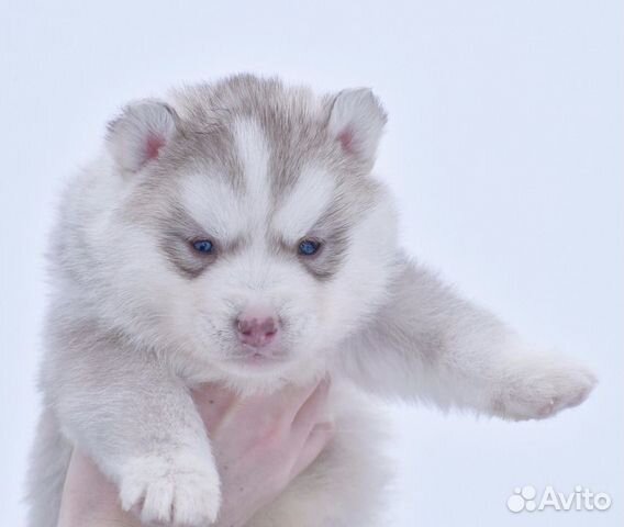 Очень красивые щенки хаски