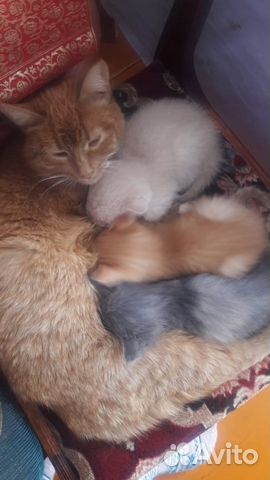 За шоколадку