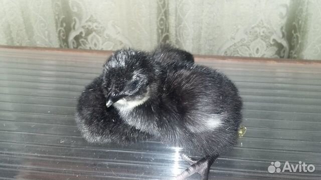 Цыплята Синь-синь-дянь