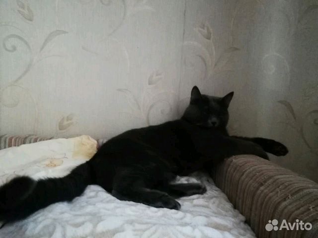 Ищем подружку для котика (случка )