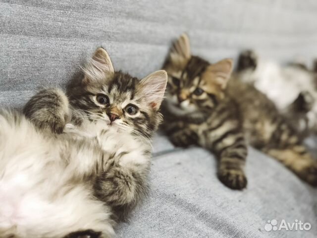 Котёнок Курильского бобтейла