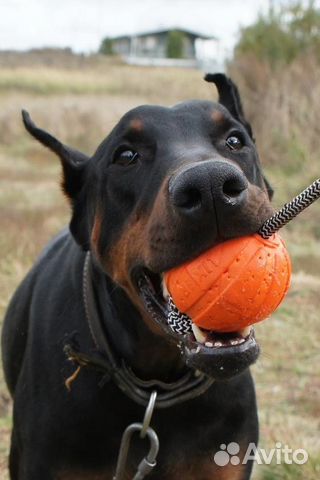 Доберман в добрые руки в дар