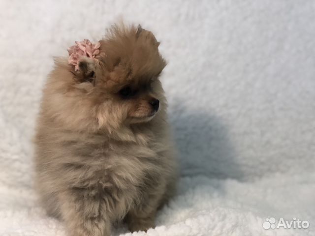 Шпиц померашечка