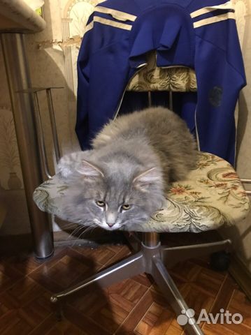 Большой толстый кот