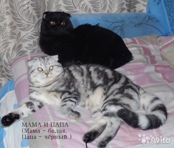 Британская куколка