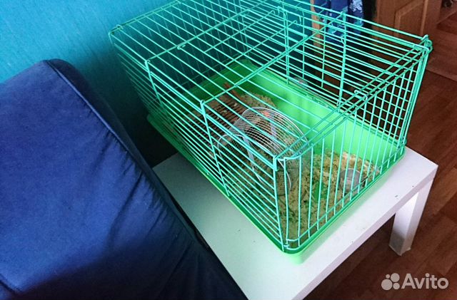 Отдам Ёжа в добрые руки