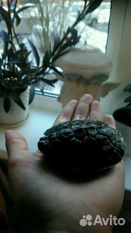 Отдам красноухую черепаху