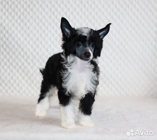 Красивая и породная пуховая девочка