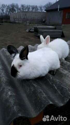 Калифорнийский кролик