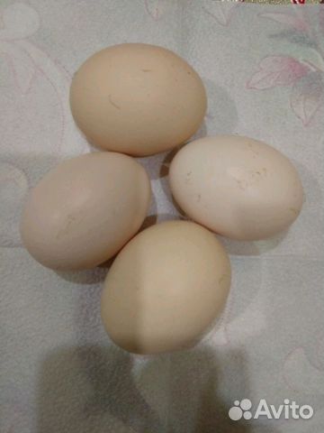 Инкубационное яйцо бресс-гальских кур