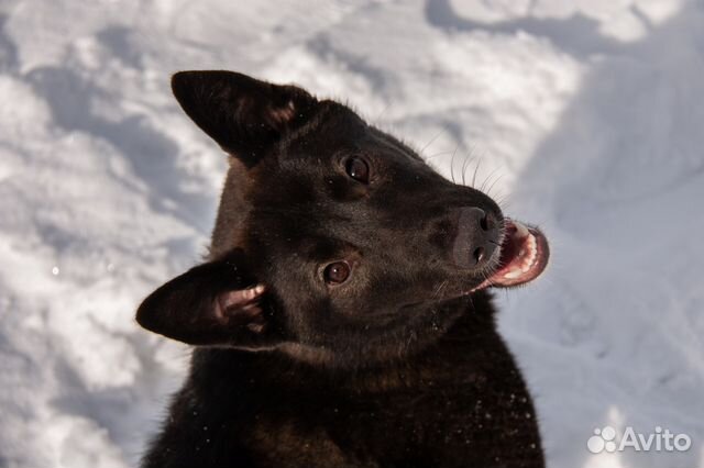 Метис Новержской черной лайки в добрые руки