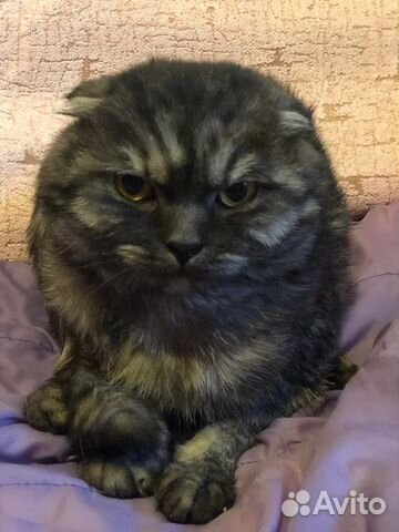 Котик в добрые руки