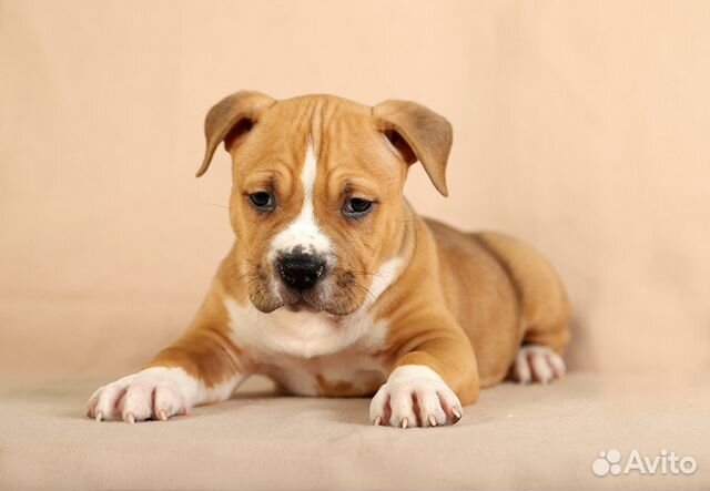 Малыш - крепыш мальчик амстаффа