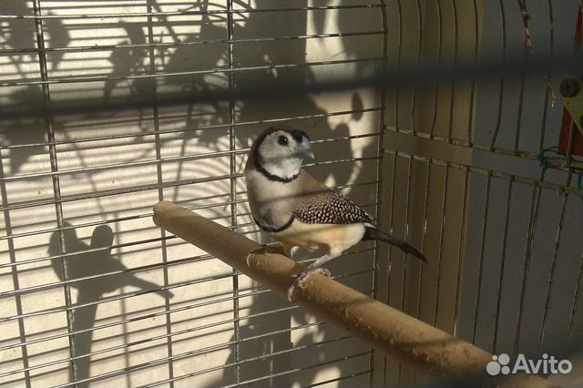 Продается самка кольчатого астрильда