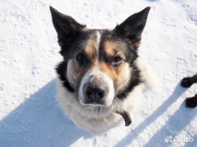 Марик ищет дом