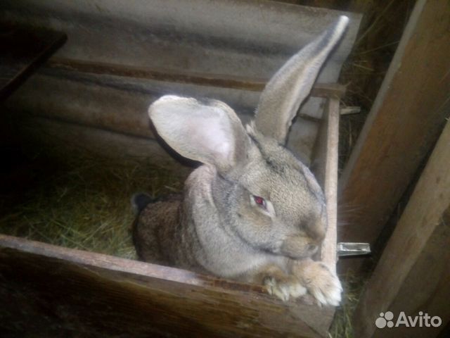 Фландер ждёт вашу зайку