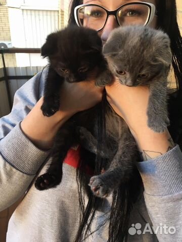Шотландские котята