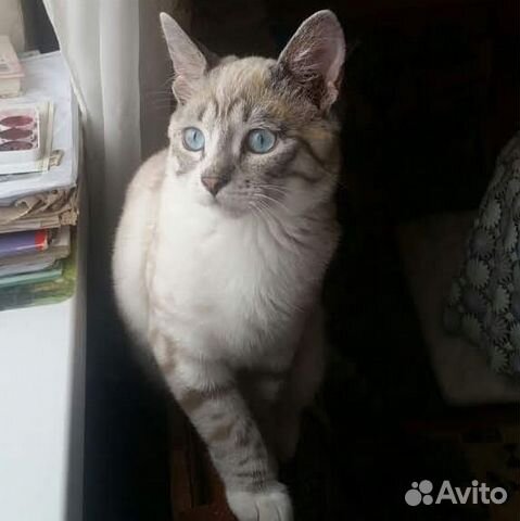 Сибирский невский маскарадный котенок