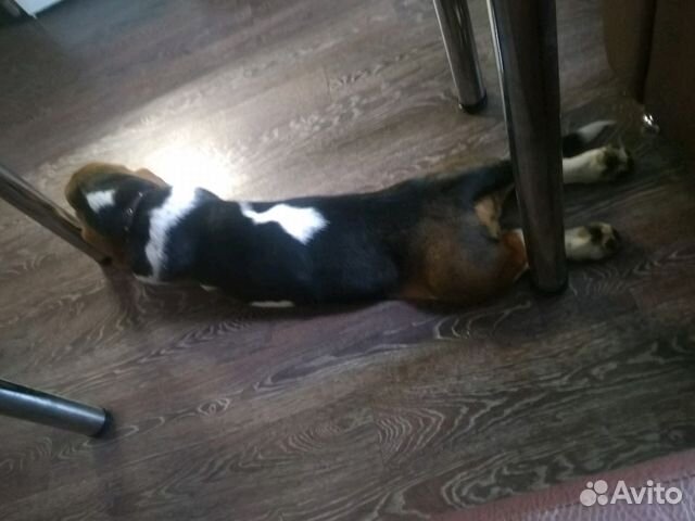 Бассет хаунд