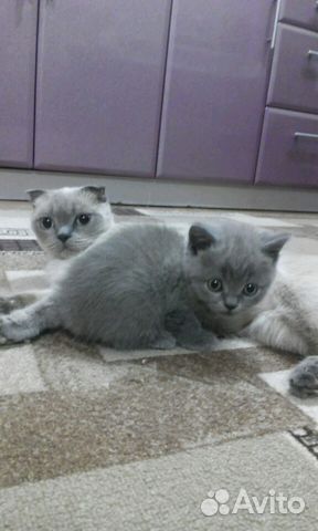 Шотландский котенок