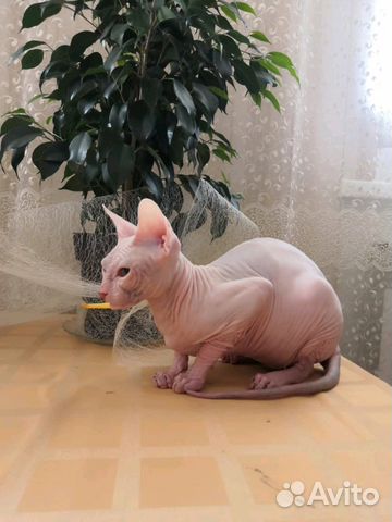 Кошечки Донского Сфинкса