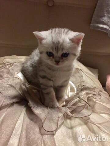 Британский котёнок девочка