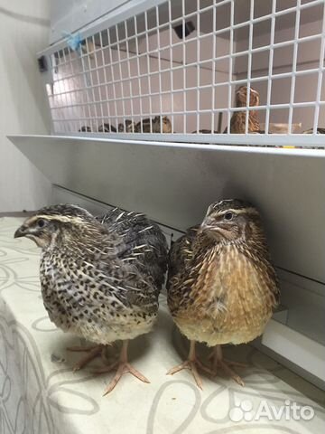 Перепела Фараон французский (мясо- яичная порода)