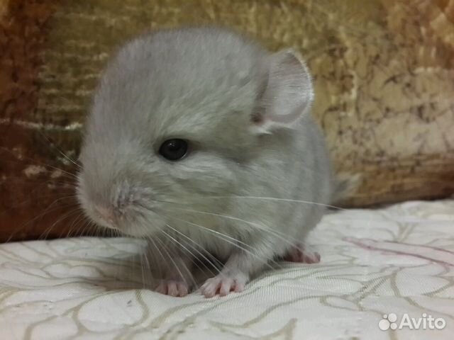 Шиншилла, самец Гетеробежевый