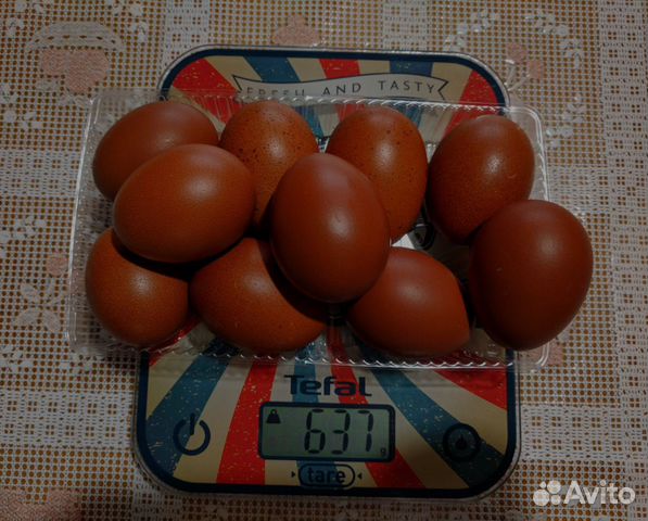 Продается инкубационное яйцо марана черномедного