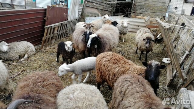 Овцы с ягнятами