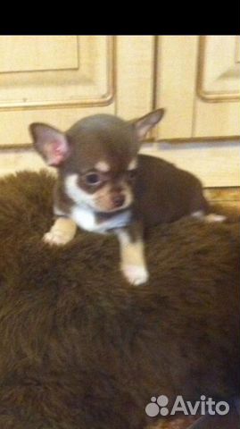 Шоколадные очаровашки