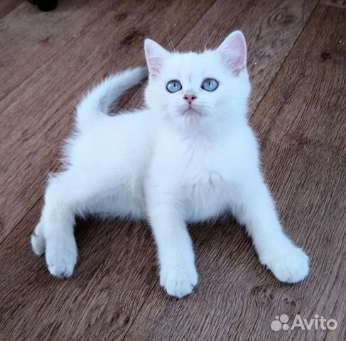 Белоснежный малыш