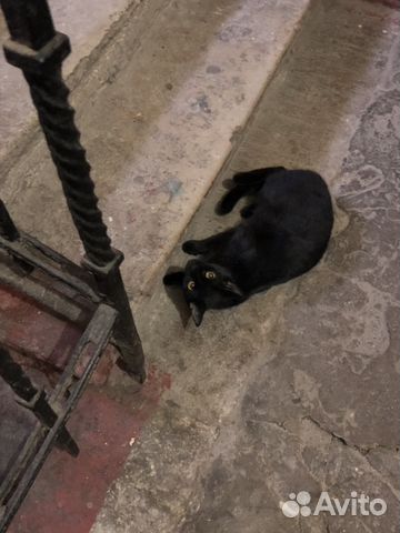 Бомбейская кошечка