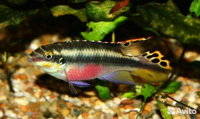 Пельвикахромис пульхер (попугайчик)