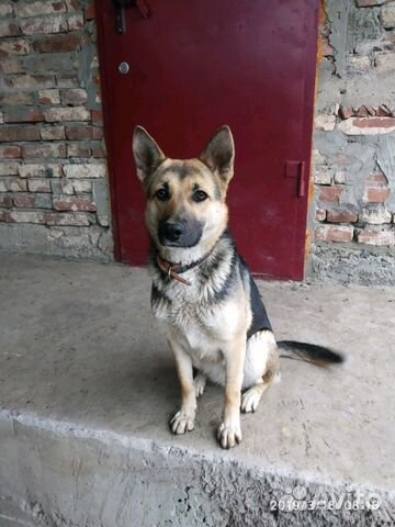 Немецкая овчарка