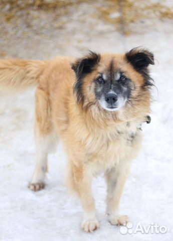 Шикарный пес Барон