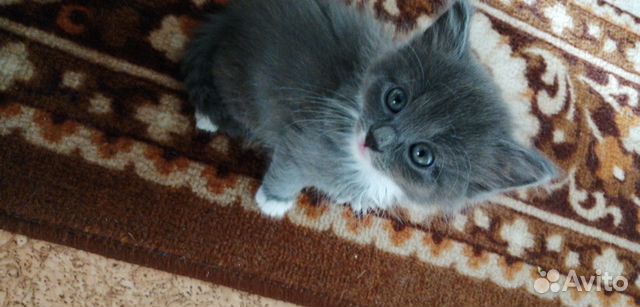 Котёнок (девочка)