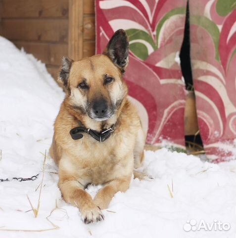Настоящий мужчина- пес по имени Молодой
