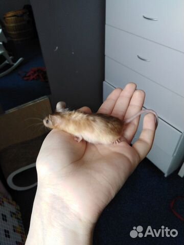 Мышонок с клеткой